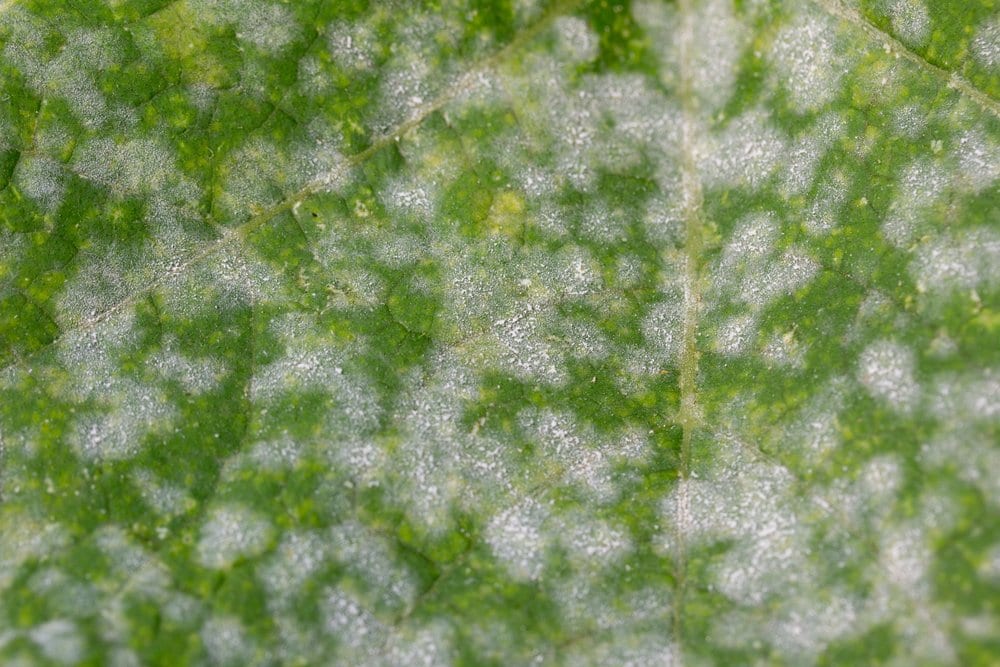 Identify, Avoid, and Treat Powdery Mildew on your Cannabis | Leafbuyer