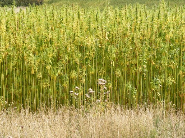 Hemp Genetics: Does All Hemp Produce CBD? | Leafbuyer