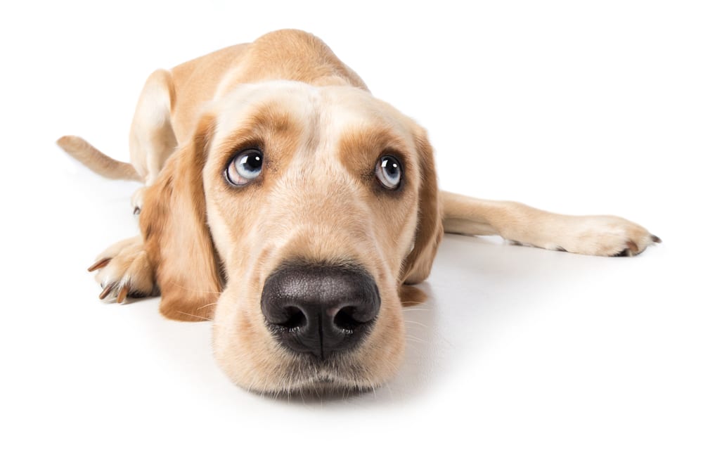 Woman Attacks Owners of Dog Who Ate Her Weed | Leafbuyer