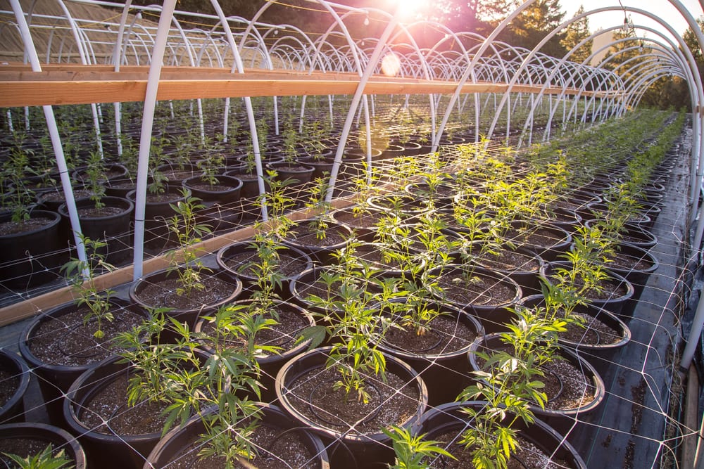 California Laws for Growing Cannabis Explained | Leafbuyer