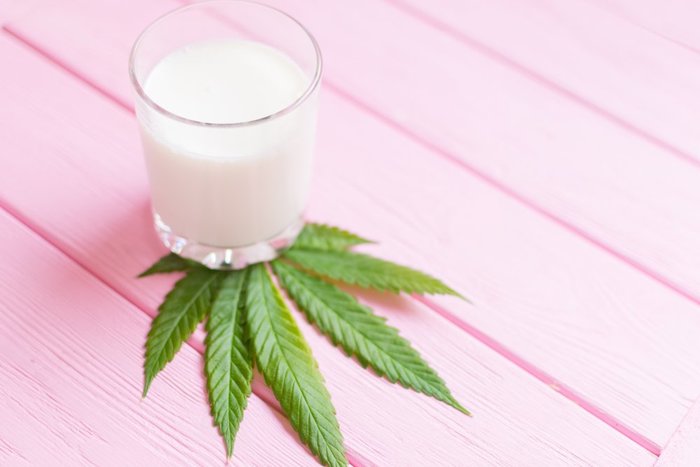 Hemp Milk: What is it, and is it Here to Stay? | Leafbuyer