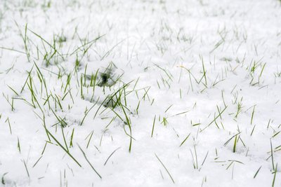 How to Grow Winter Cannabis and Keep it Alive | Leafbuyer