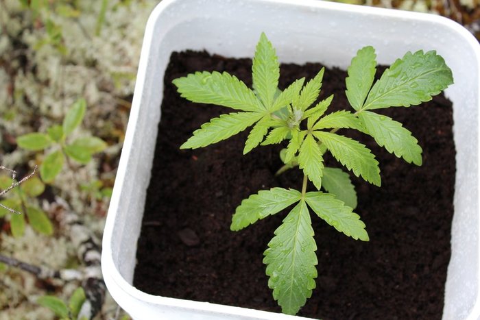 Fusarium on Marijuana Plants: How to Spot It and Stop It | Leafbuyer