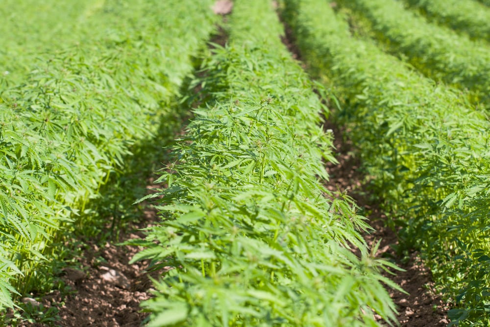 Hemp Genetics: Does All Hemp Produce CBD? | Leafbuyer