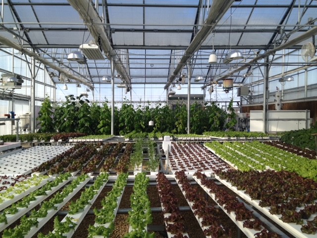 The Importance of Bio Control and the Use of Beneficial Ins | Leafbuyer