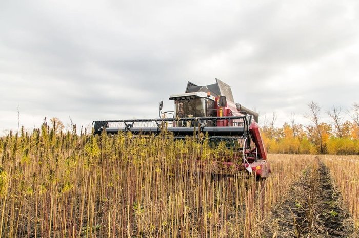 How to Grow Hemp: A Pratical Guide to Hemp Farming | Leafbuyer