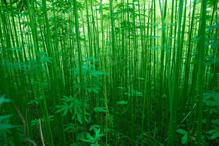 How to Grow Hemp: A Pratical Guide to Hemp Farming | Leafbuyer