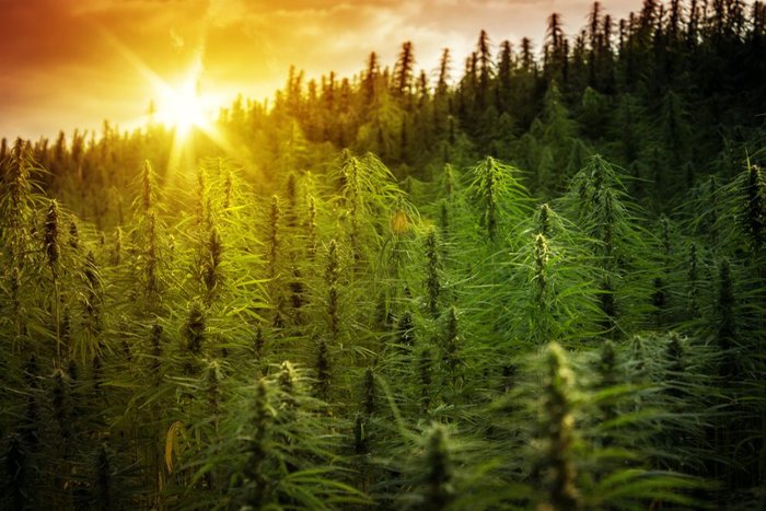 What is Industrial Hemp? | Leafbuyer